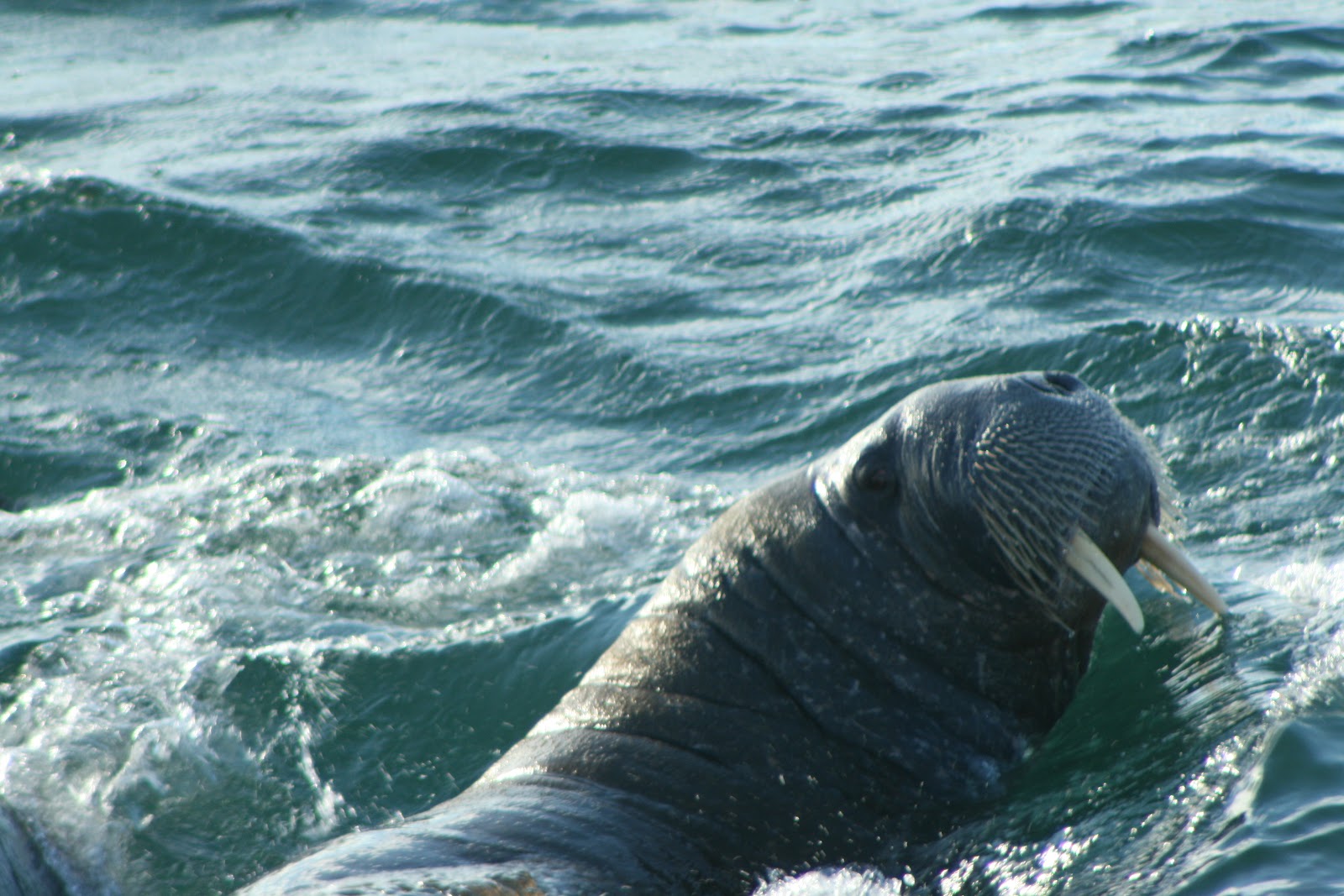 Arctic Adventures: Surfing Walrus: Day 6 Part 4