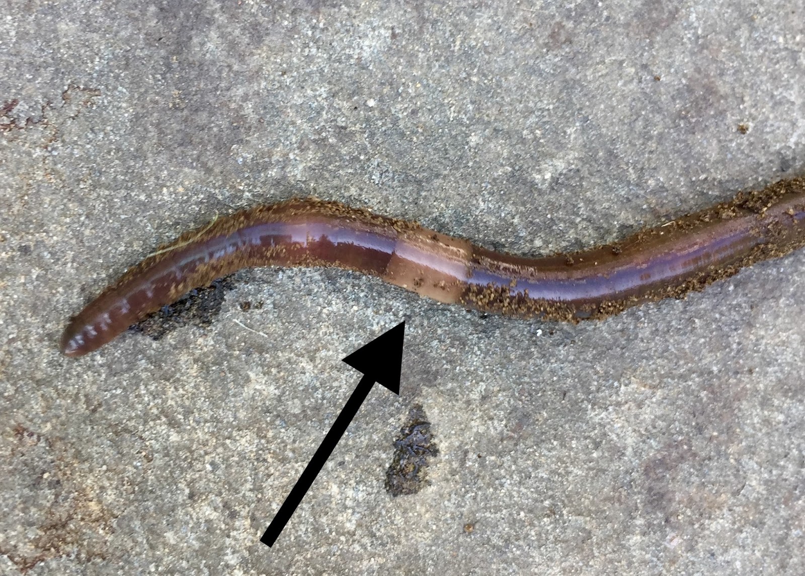 Asian Jumping Worms Massachusetts - All Worms