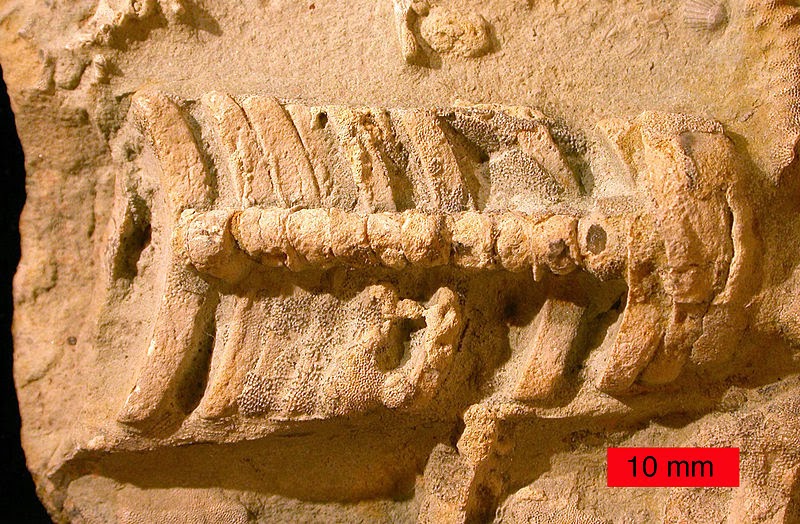 History of the Earth: March 17. Ordovician cephalopods