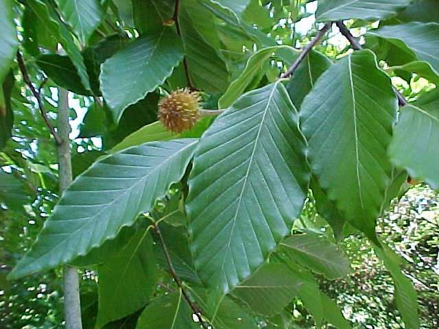 PLANT FAMILIES OF PUERTO RICO AND FLORIDA PAPO VIVES: FAGACEAE ...