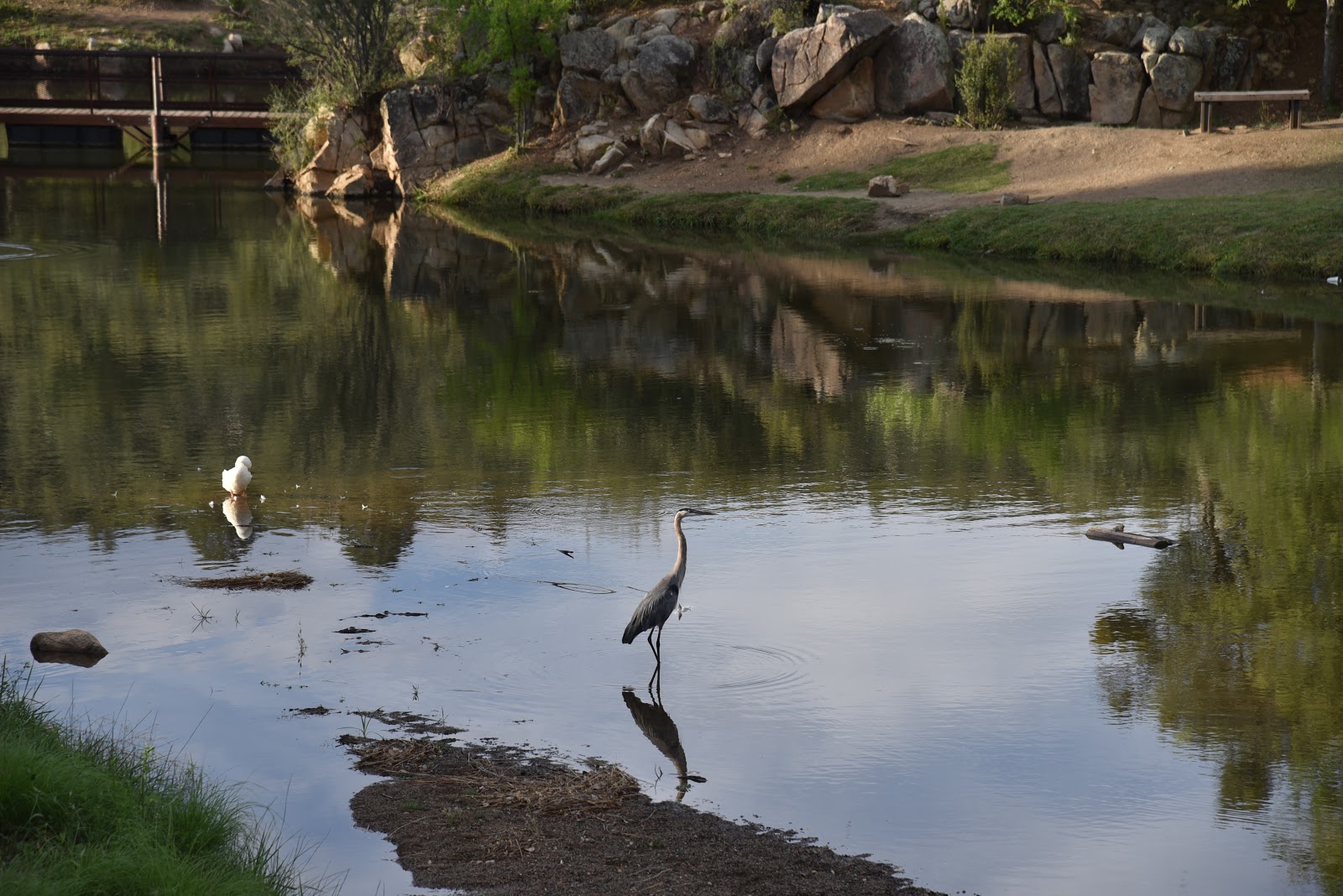 Arizona Hiking: Fain Park Trails