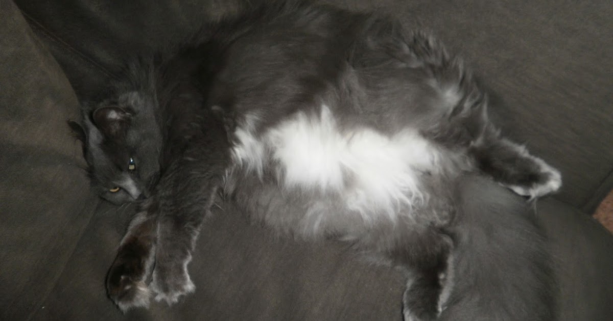 Catladyland: Cats are Funny: Sprawl Out and Enjoy Cat-Style Freedom!