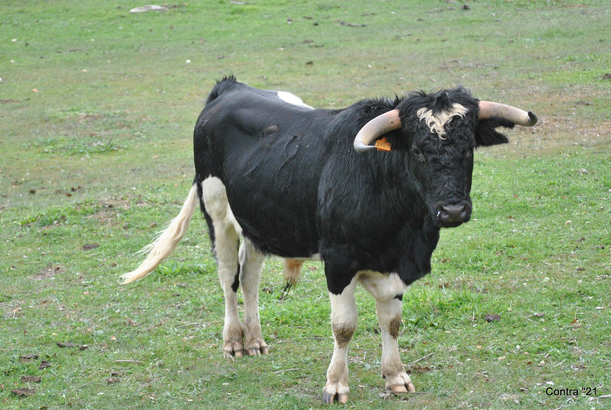 El monosabio: Ganadería Barcial: Los toros guapos