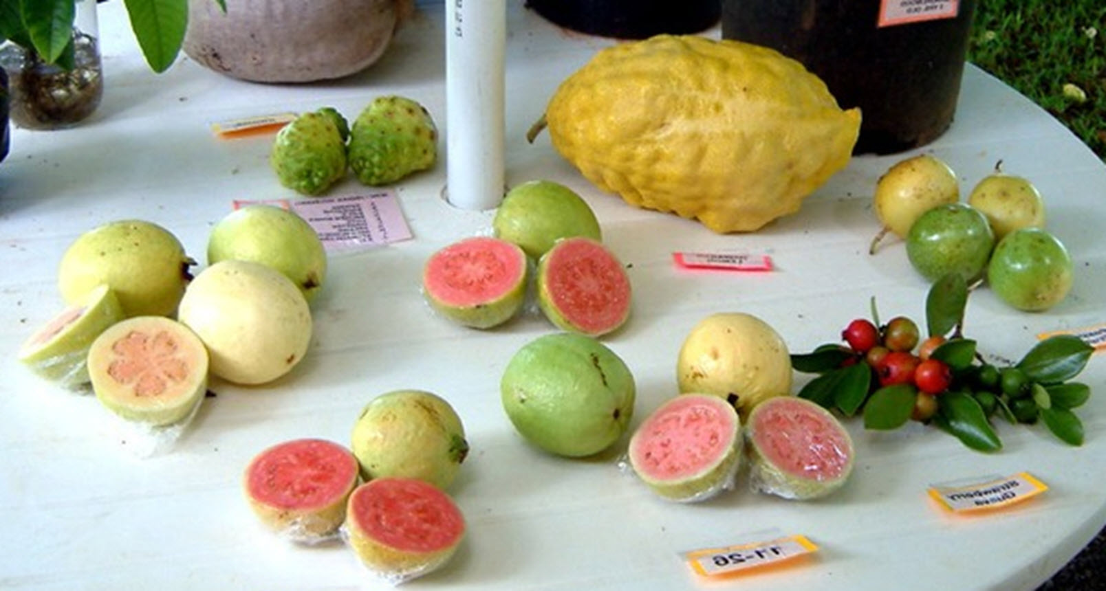 What is the meaning of Simplicia and what are the types of simplicia?