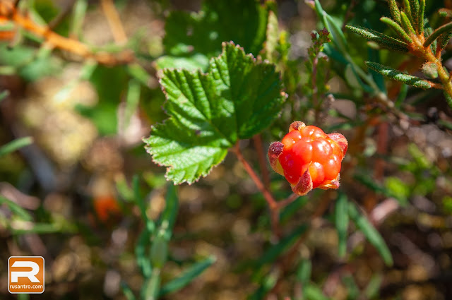 Kūdras bagāts Cenu tīreļa purvs