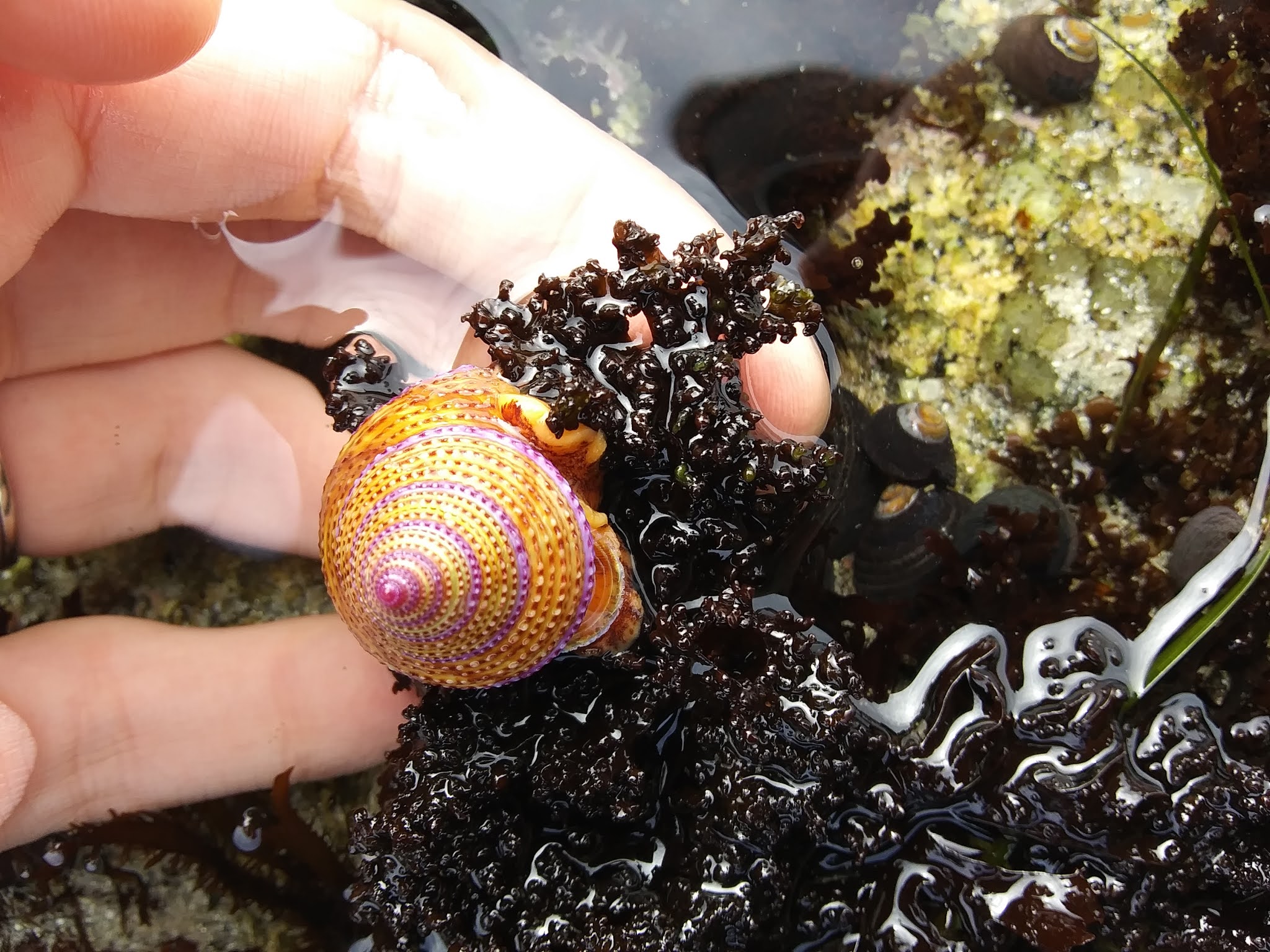Tidepool Treasures: Jeweled Top Snail