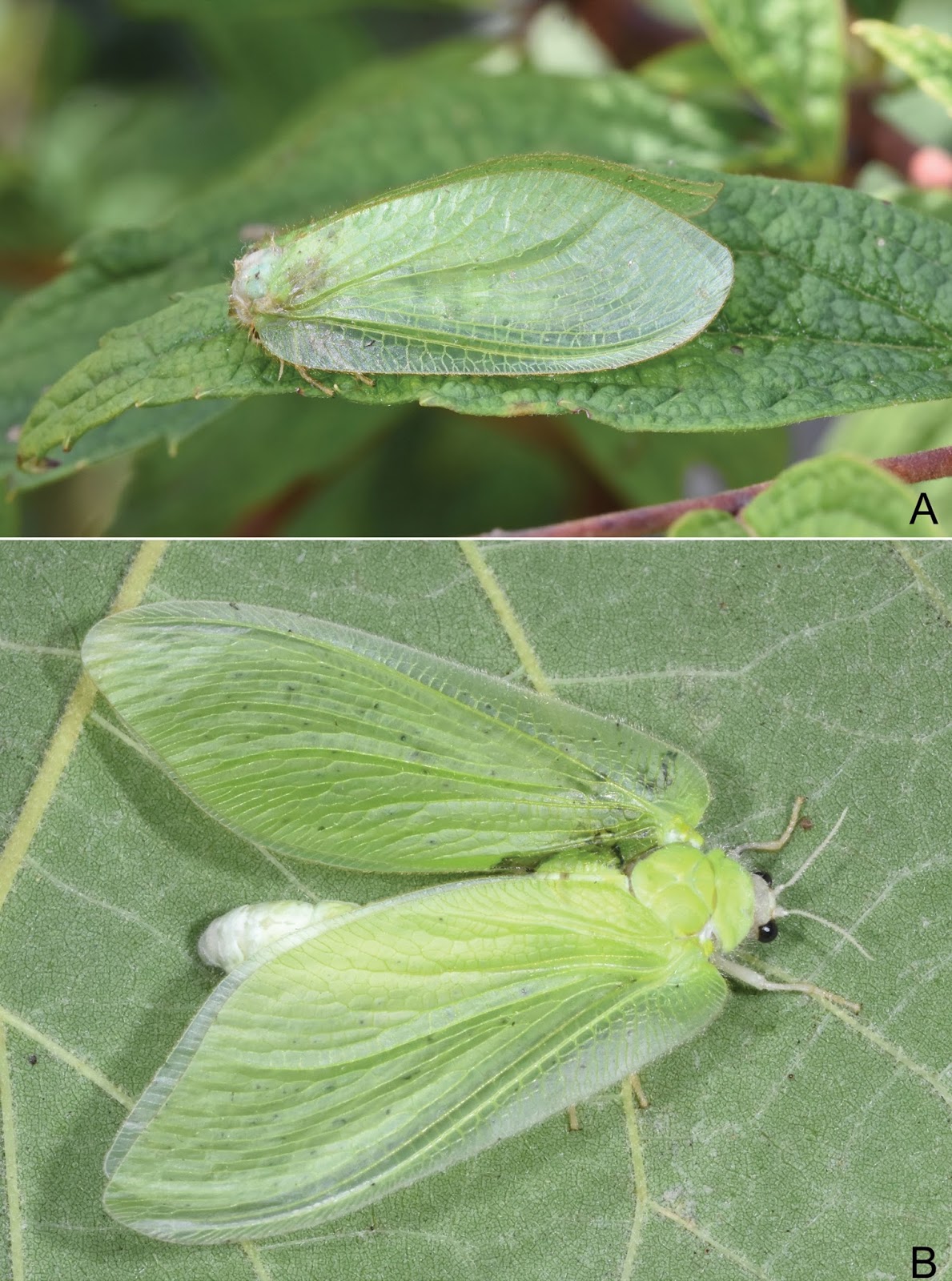 Species New to Science: [Entomology • 2018] A Review of the Montane ...