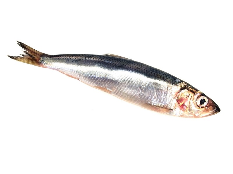 Pertti Paasio in memoriam - Silakkalaatikkoleikki