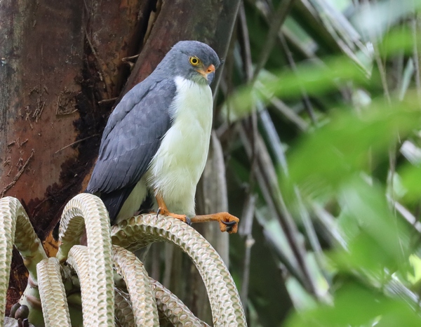 Bourbon, Bastards, and Birds.: Costa Rica Part V - Hotel Gavilan and ...