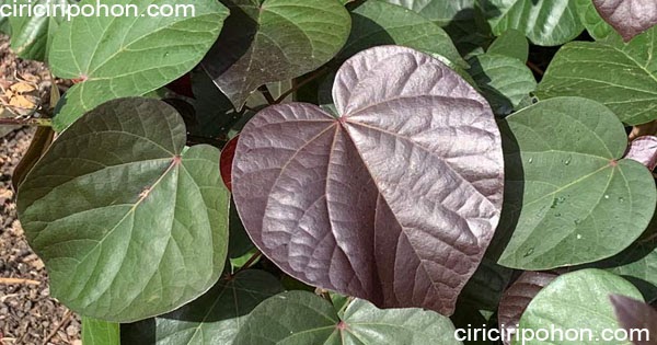 Siapa Sangka, Fungsi Daun Pohon Waru Untuk Kecantikan Ini Bisa ...