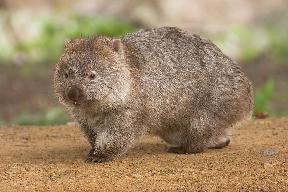 Wombat | The Biggest Animals Kingdom Wombat | The Biggest Animals Kingdom