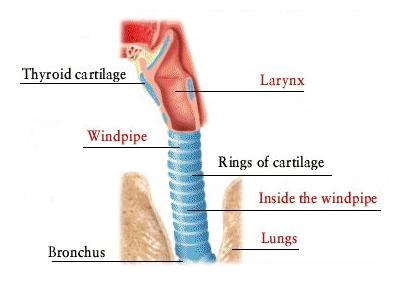 Organ Tubuh Manusia: PERNAFASAN : LARYNX (PANGKAL TENGGOROKAN) DAN ...