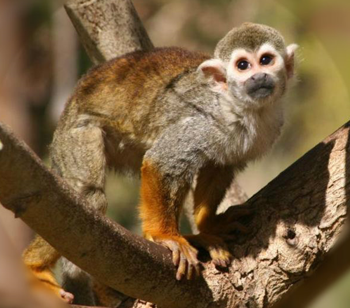 Conociendo a mi Perú.: Animales de la Selva Peruana