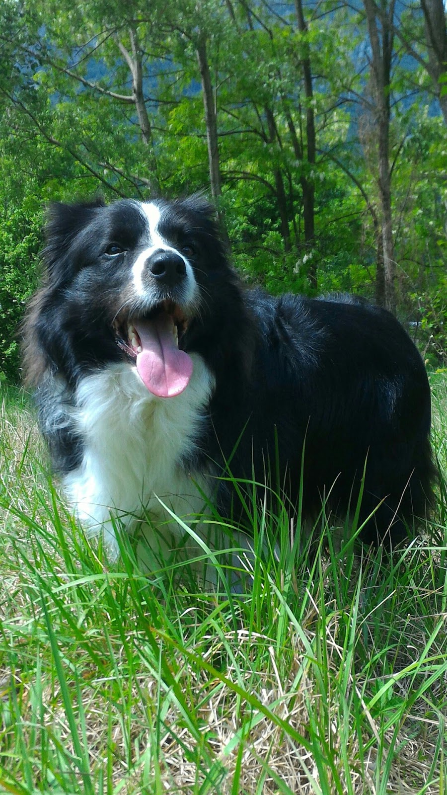 Border collie, noir et blanc, Dayack, © Copyright 2013-2030 Tous droits ...