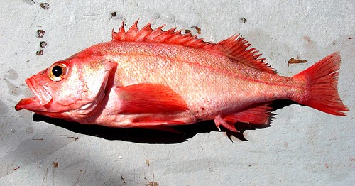 Pacific Ocean Perch - Fishes World - HD Images & Free Photos