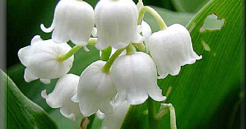 *: IL MUGHETTO - STORIA, COLTIVAZIONE E USI