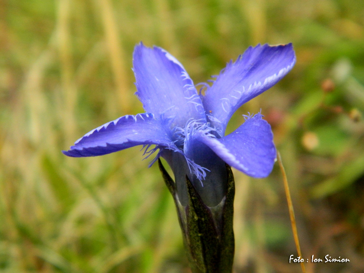 De vorba cu mine însumi: Trâmbița ciobanului