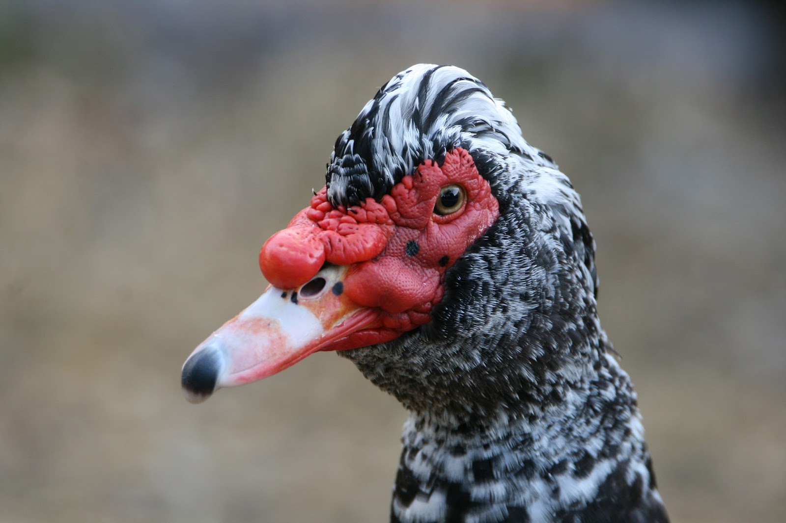 Pajaricos de Murcia: Cairina moschata - Pato criollo