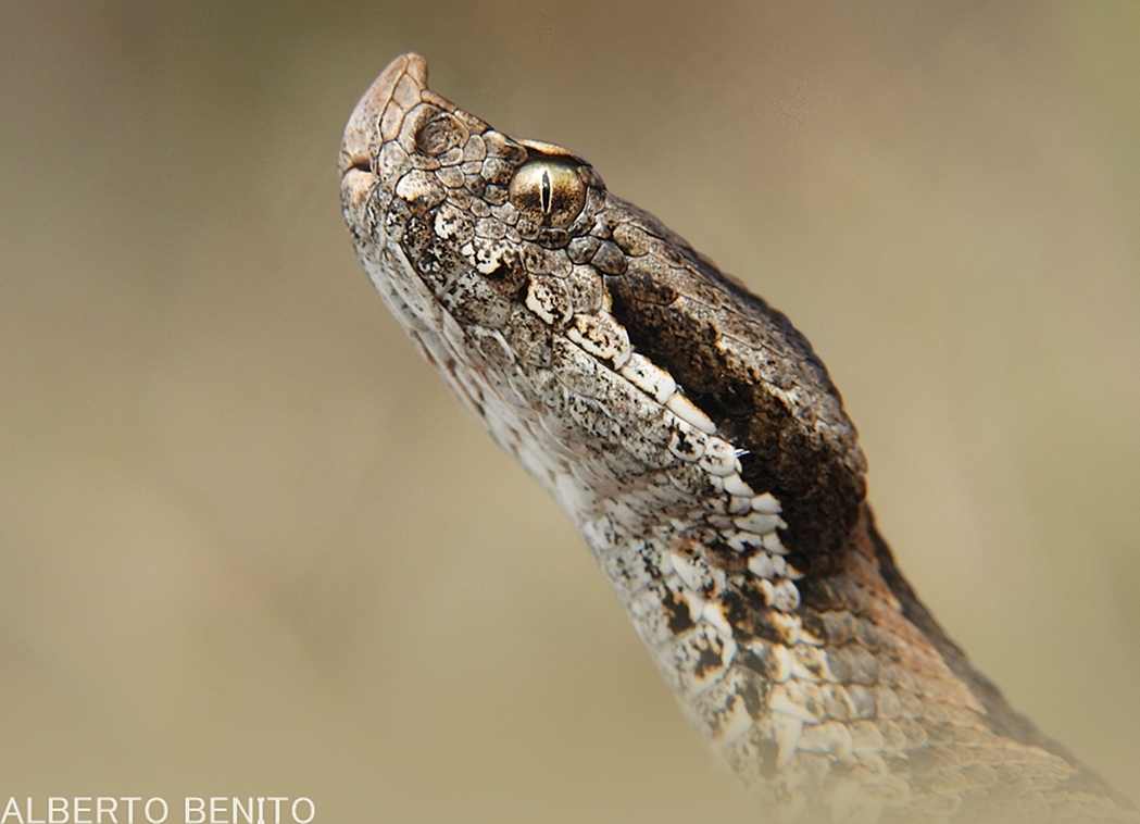 Pajareando por Cantabria: VÍBORA HOCICUDA en Aguilar de Campóo
