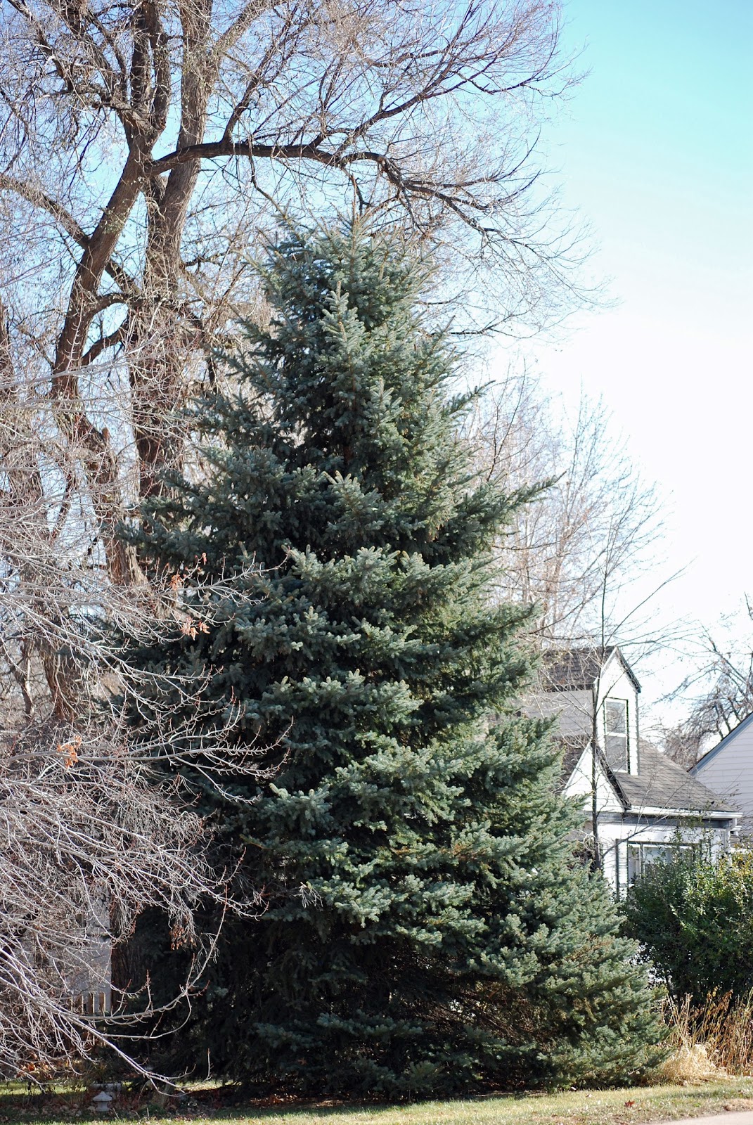 the art garden: Garden Designers' Roundtable: Celebrating Trees