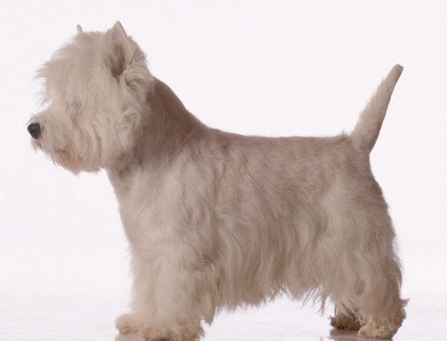 Terrierman's Daily Dose: Evolution of Terrier Breeds
