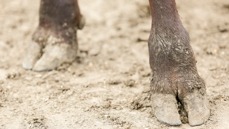How To Prevent Foot Rot In Dairy Cows