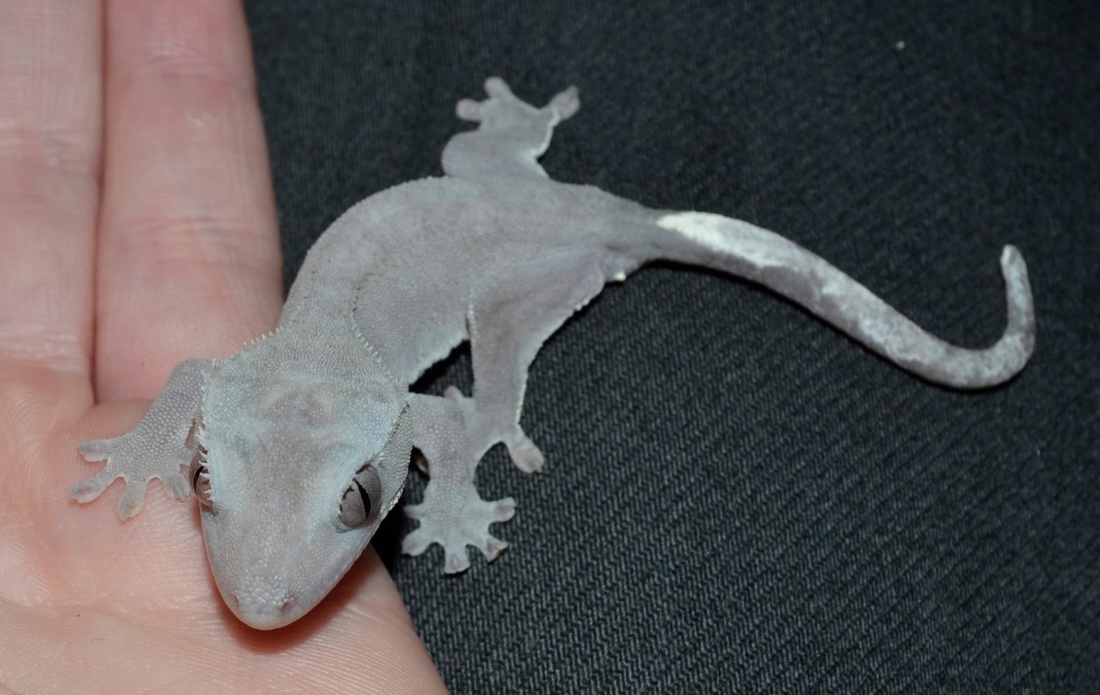 Crested Geckos Blog: Grey Geckos Photos