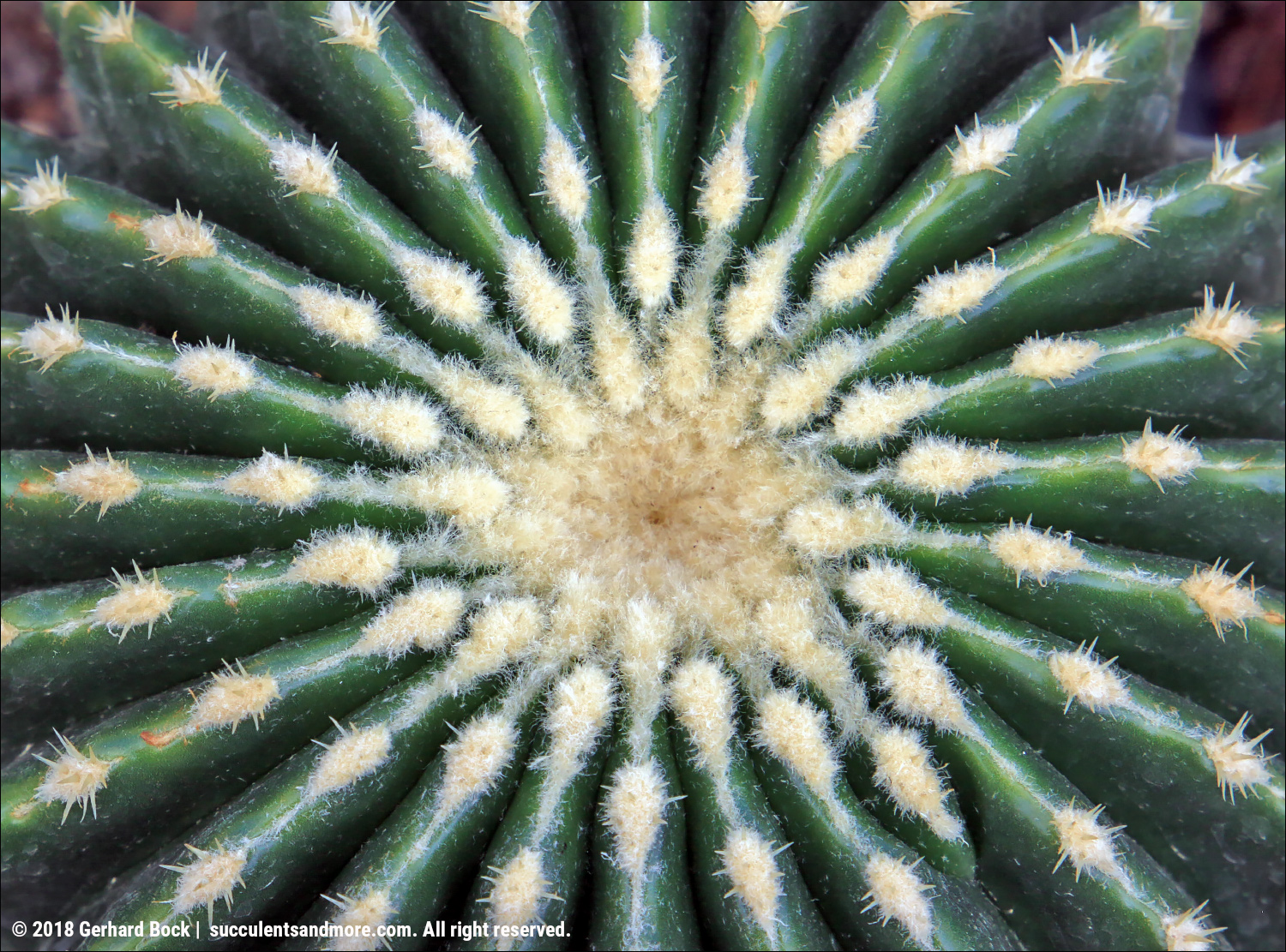 Annual pilgrimage to Poot's Cactus Nursery (part 2)