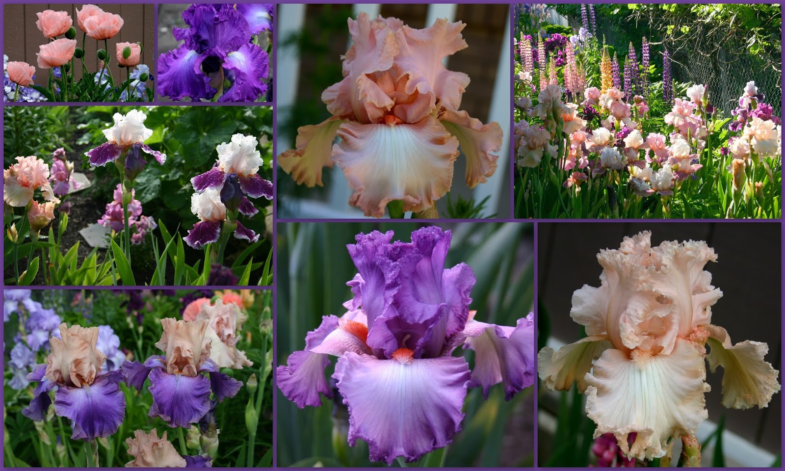 TALL BEARDED IRISES--2013 blooms with COMPANION PLANTS - Sowing the Seeds