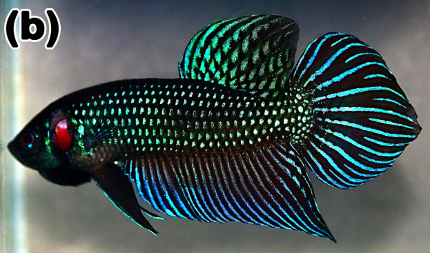 THE SPADE TAIL BETTA FISH - Gbettanfish