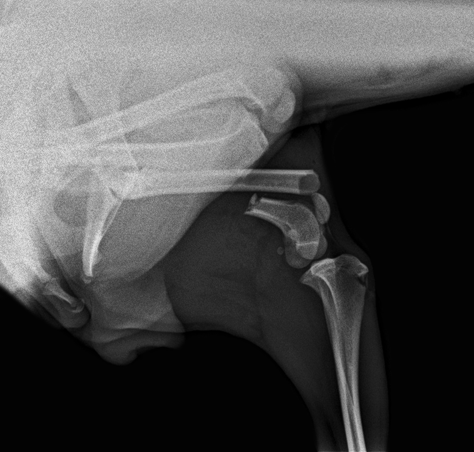 ARTROVET: Doble fractura de fémur