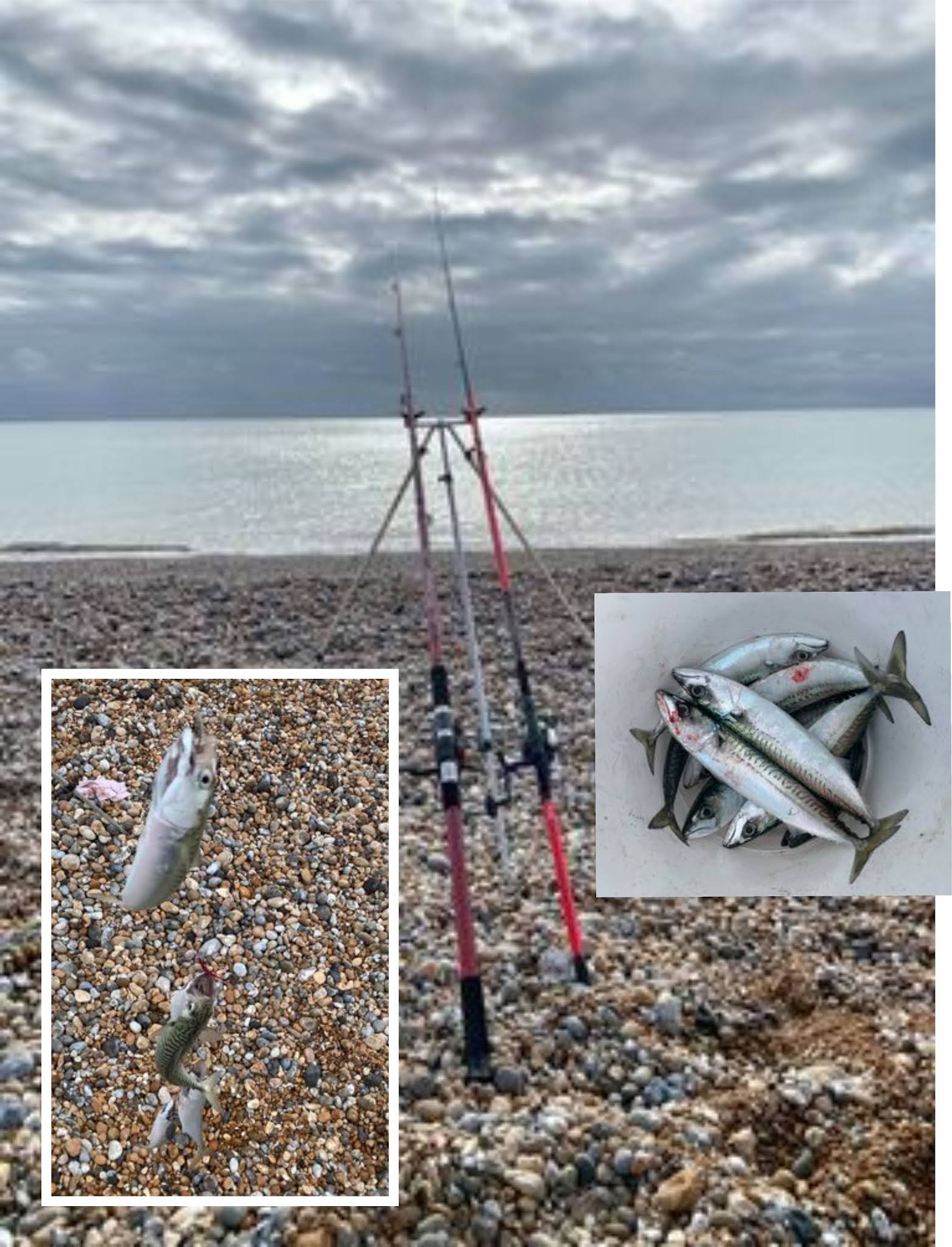 Seagull Fishing Tackle Sea Fishing at Dungeness