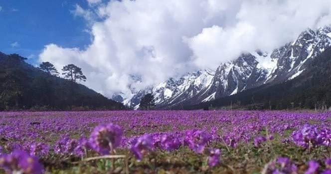 Yumthang valley and Zero Point Tour | North Sikkim Tour