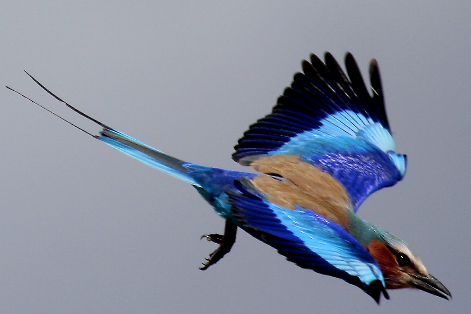 Photography and DVD by Gerhard: Birds