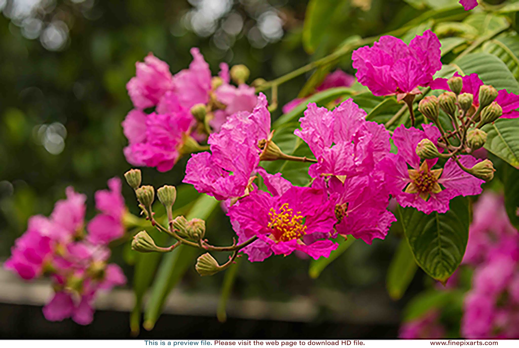 Lagerstroemia reginae Flower 011