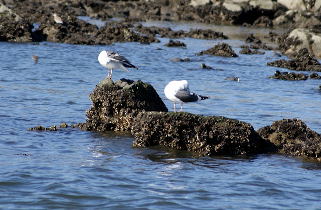 A photo, A thought............: Bird: Preening birds...............