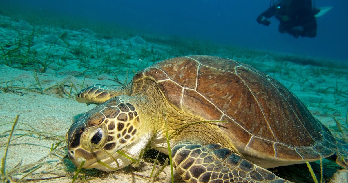 Scuba Tech Diving Centre, Cyprus: Heroes in a Half Shell: Turtle Dive!!