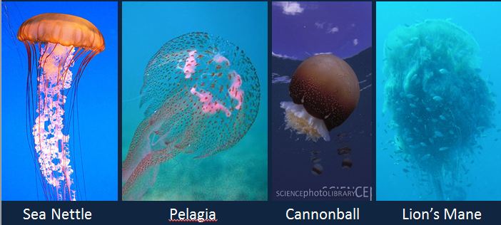 The Offshore Aquaholic: Jellyfish Bio 101: Local Identification, Local ...