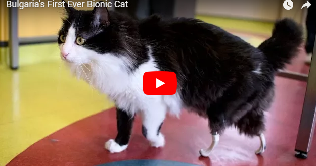 MFS VIRAL VIDS-2: Bulgaria's First Ever Bionic Cat