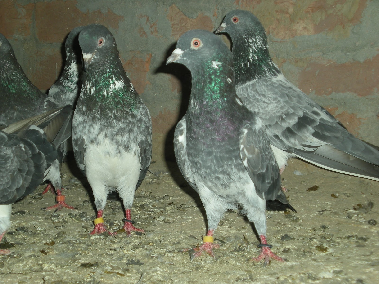 Pakistani Tipplers (Kabootar Baaz) | UK & USA Pigeons | Fancy Pigeons ...