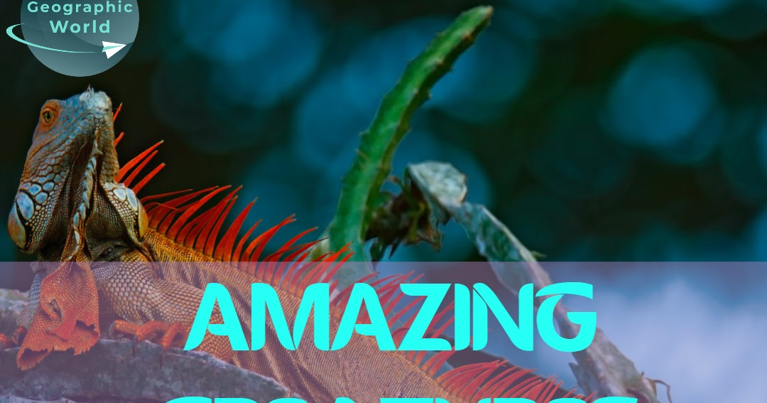 Unrealistic Amazing Creatures That Actually Exists On Earth