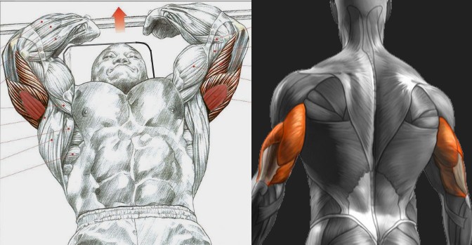 Fitness & Workout: The 5 Best Triceps Workouts for Bigger and Stronger Arms