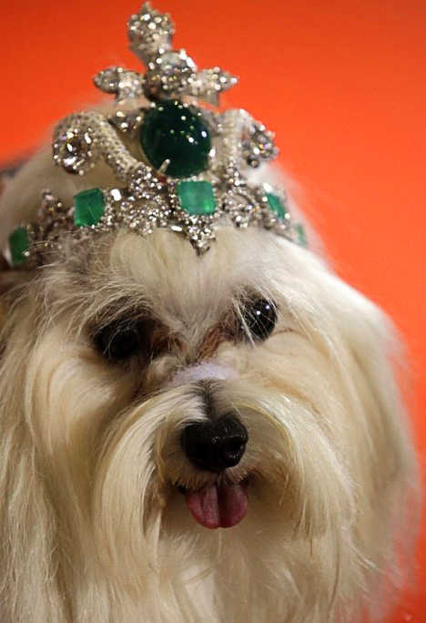 BEHOLD: The Most EXPENSIVE DOG Tiara in the WORLD! | BOLD and UNUSUAL ...