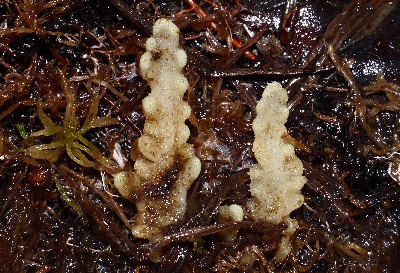 Northwest Norfolk Naturalists: Off Patch: two liverworts from ...