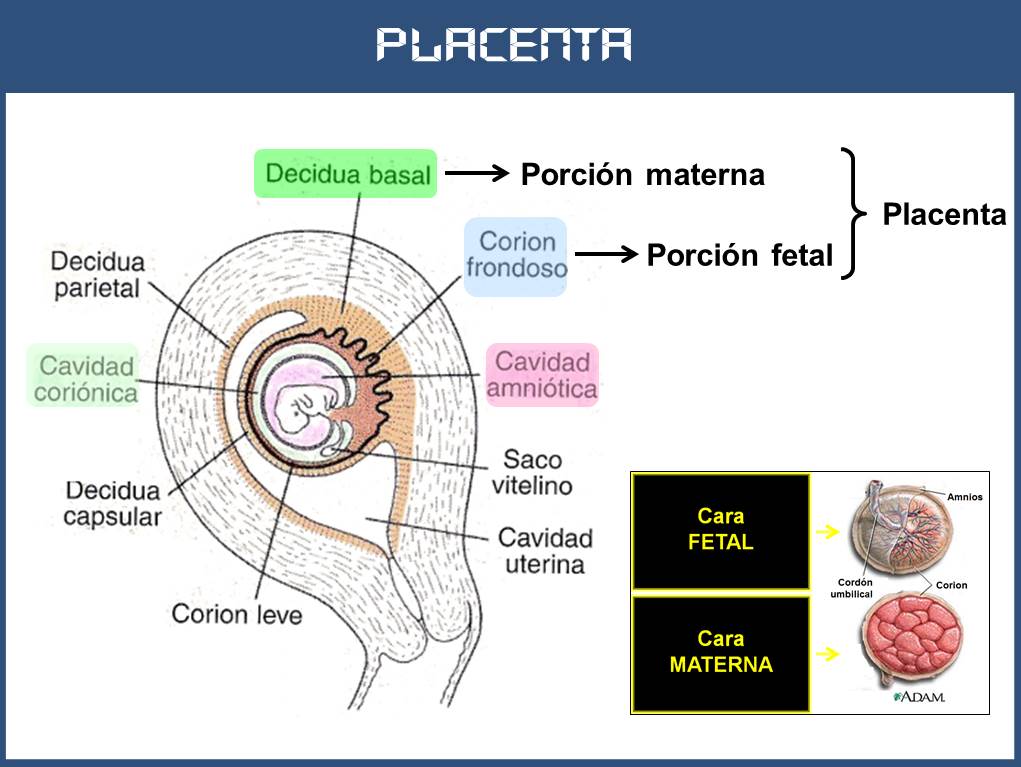 Sos Embriologia Humana Componentes Materno Y Fetal De La Placenta