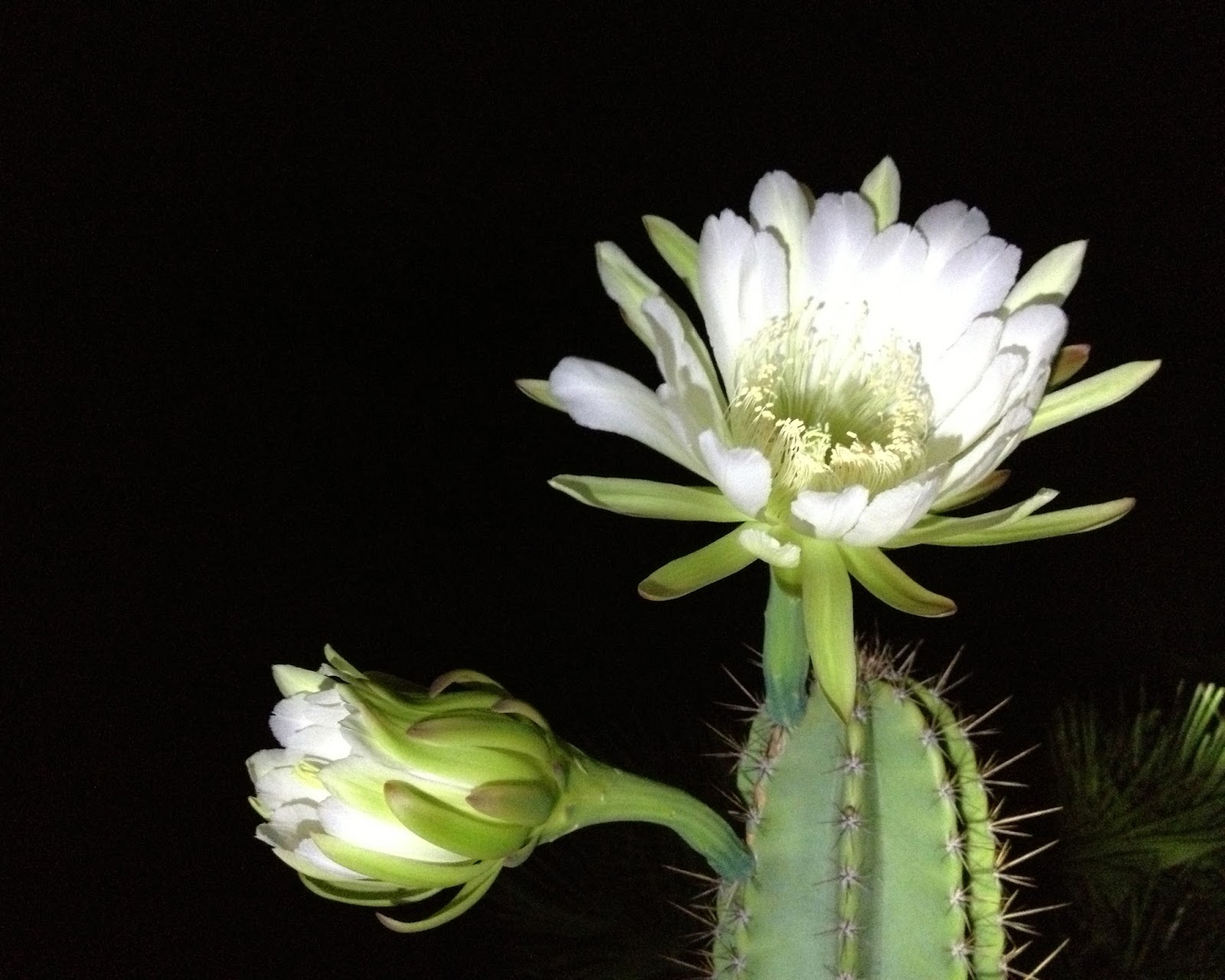 Mandacaru - Cereus jamacaru