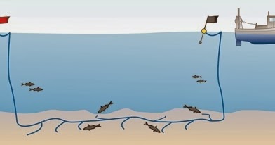 About Long Line ~ Fishing Longline Set