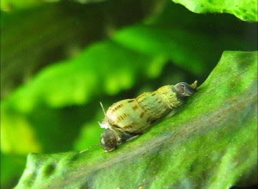 Hama Keong di Aquascape dan Cara Menghilangkanya