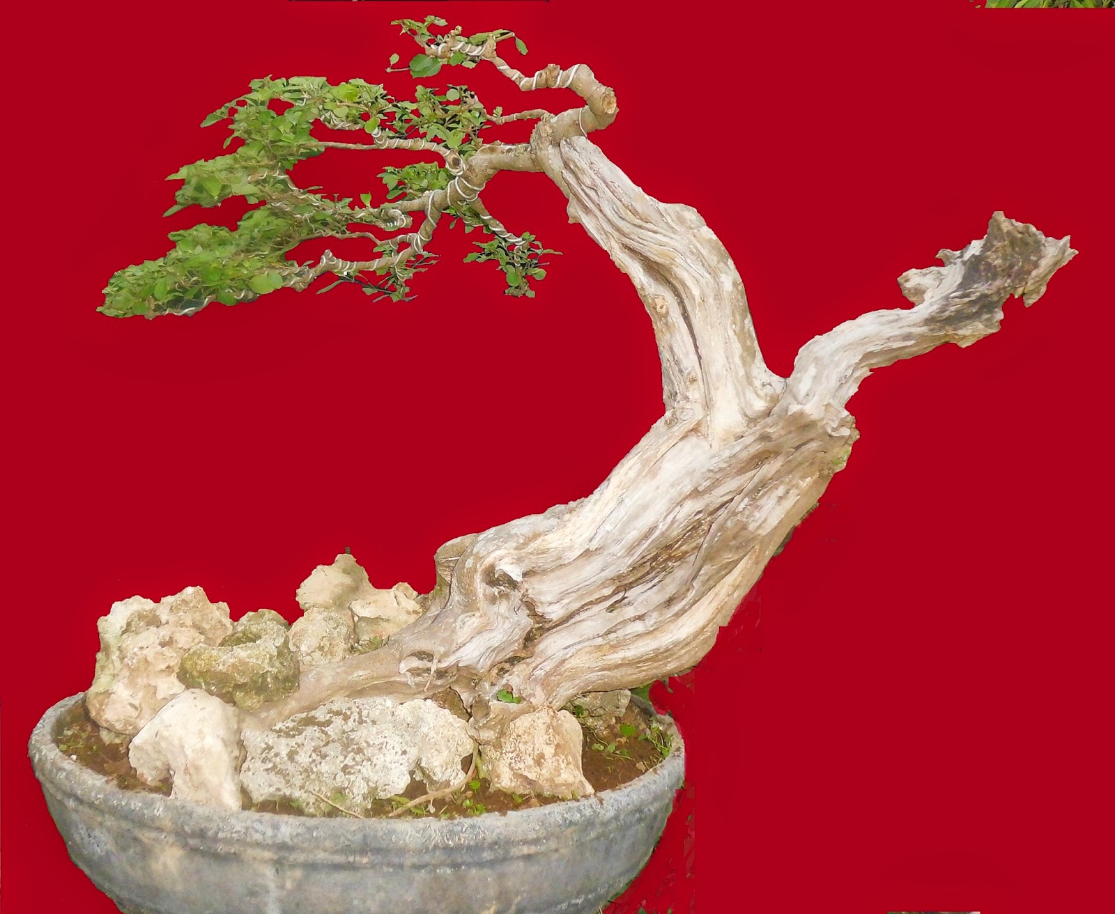 Anas Bonsai: legundi,tinggi 70 cm