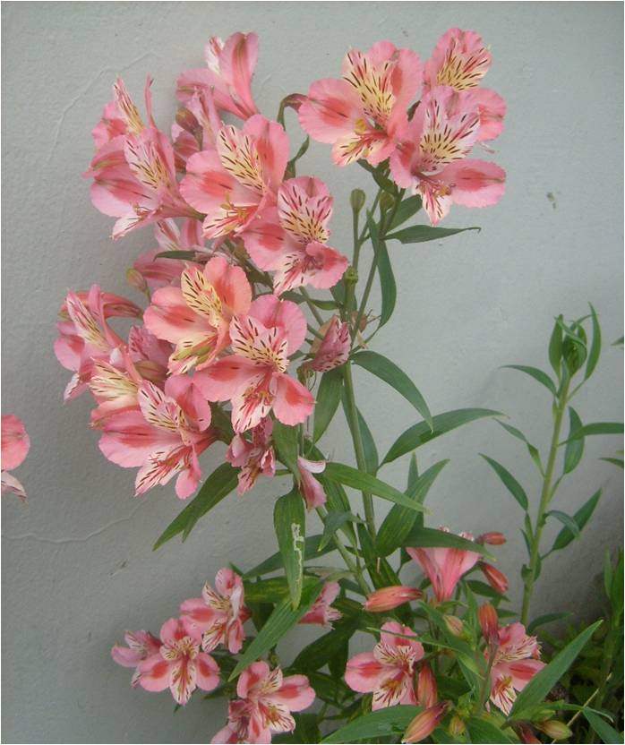 Herbario Virtual Cafam: ASTROMELIA